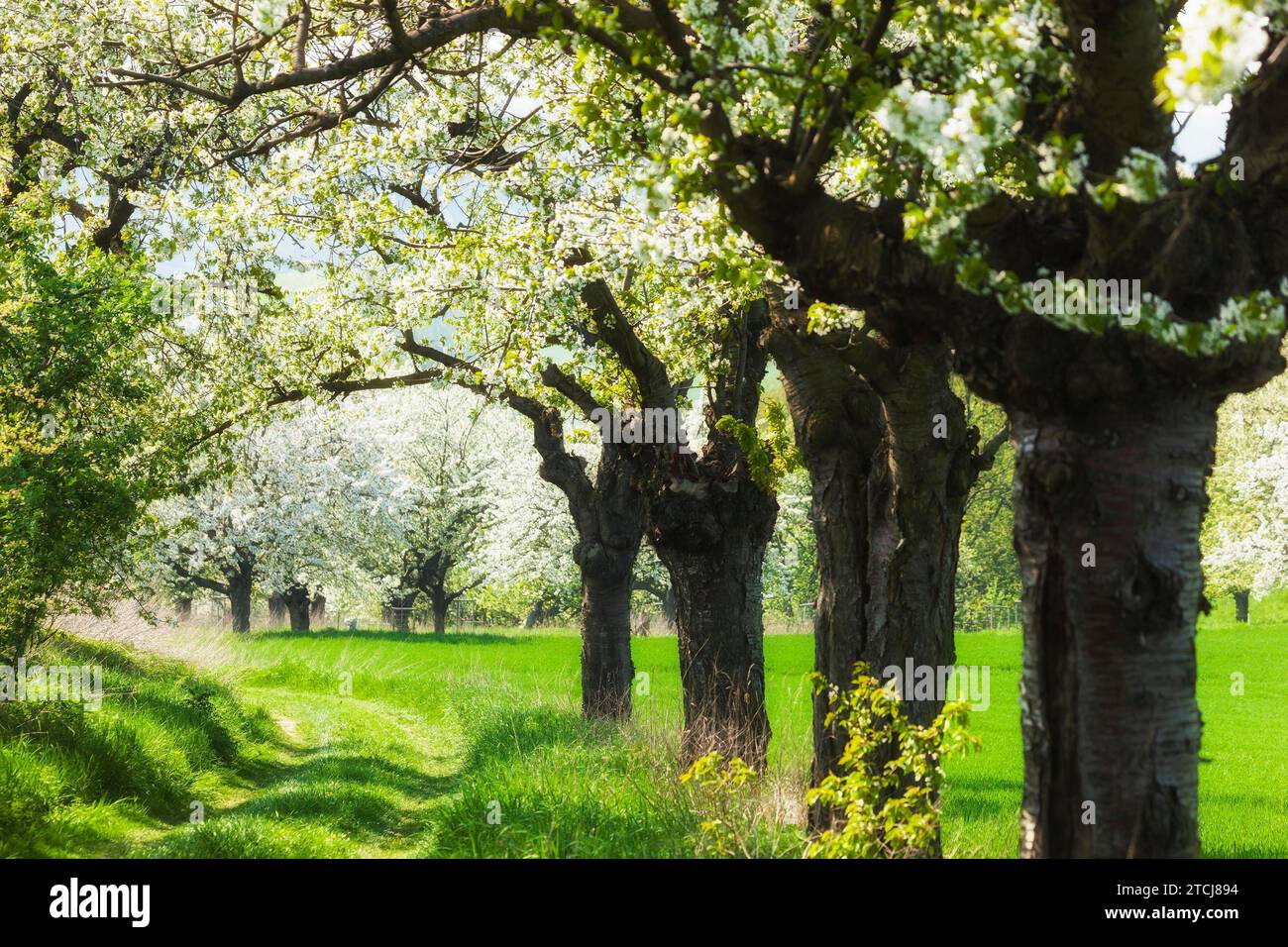 Spring in a carp tavern near Meissen Stock Photo - Alamy