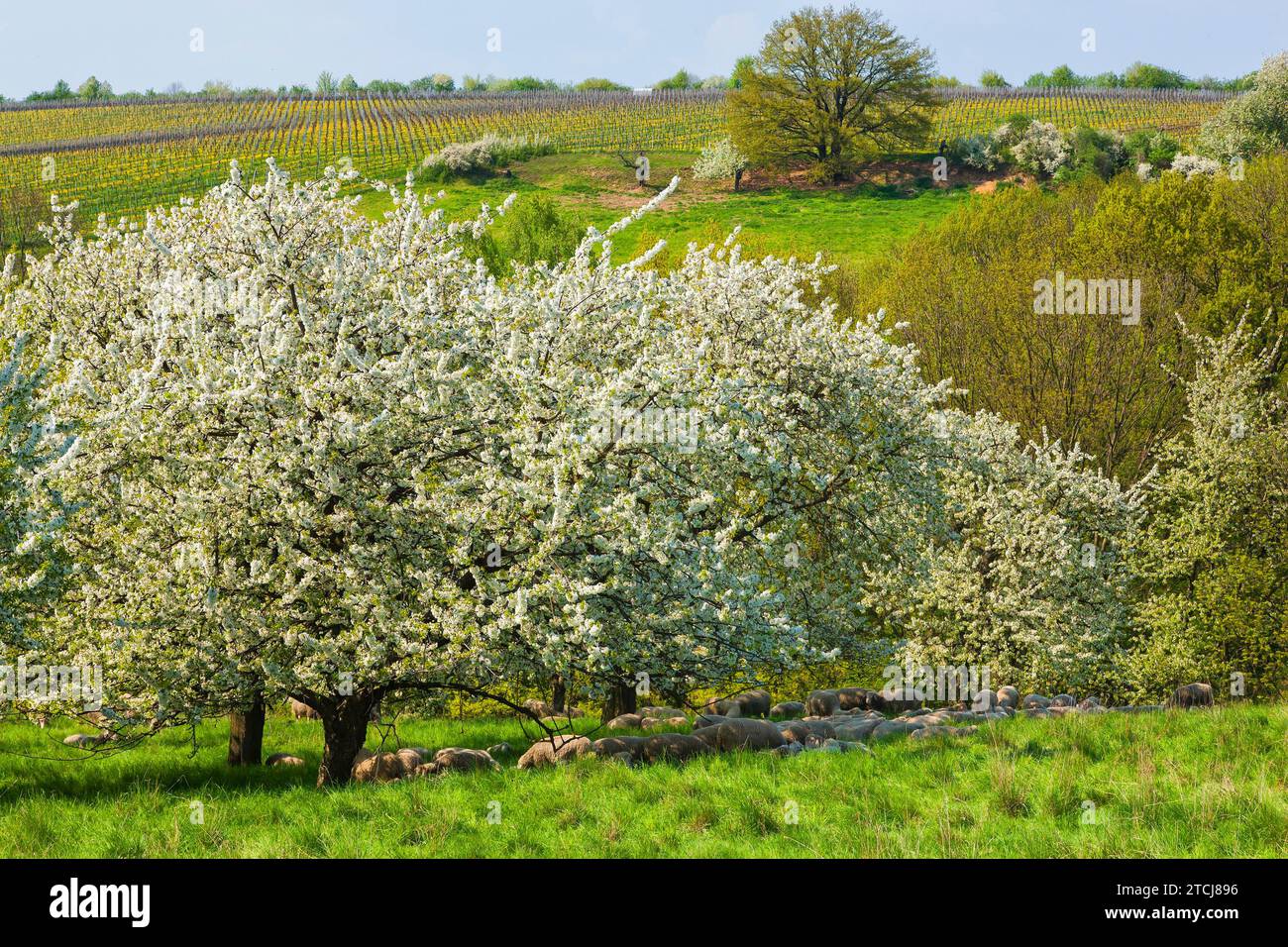 Spring in a carp tavern near Meissen Stock Photo - Alamy