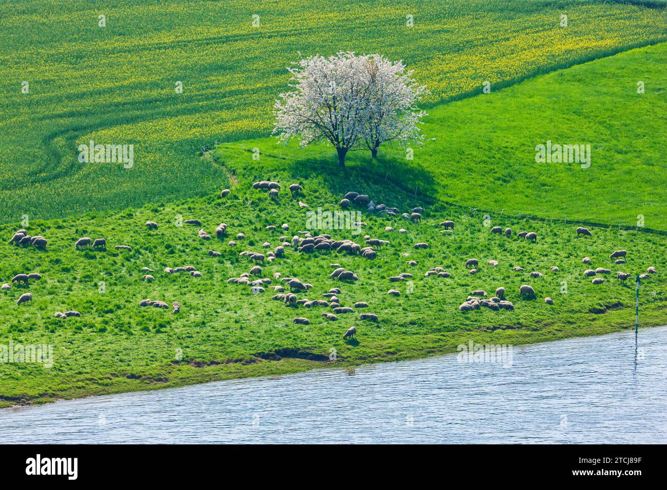 Spring in a carp tavern near Meissen Stock Photo - Alamy