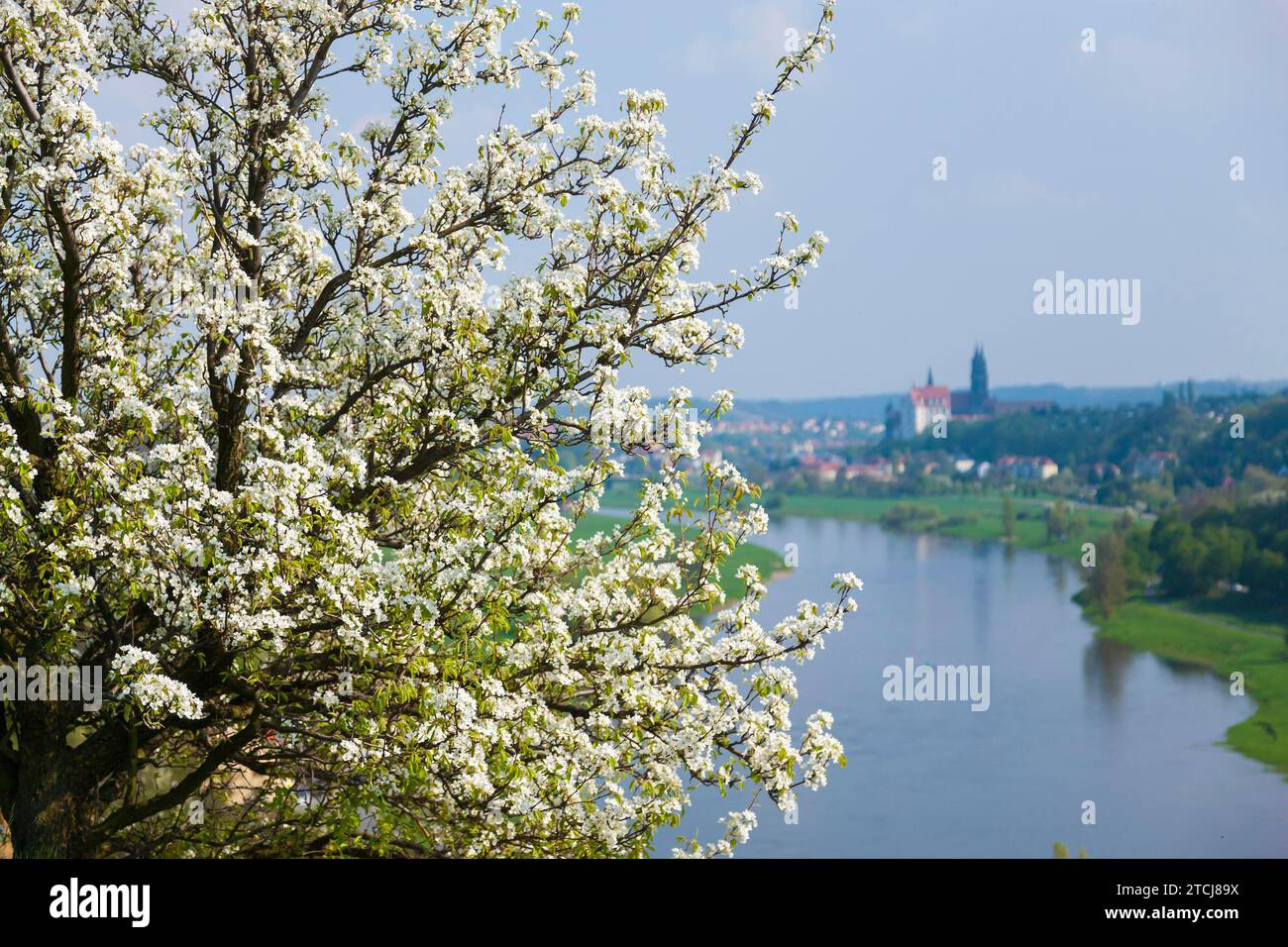 Spring in a carp tavern near Meissen Stock Photo - Alamy