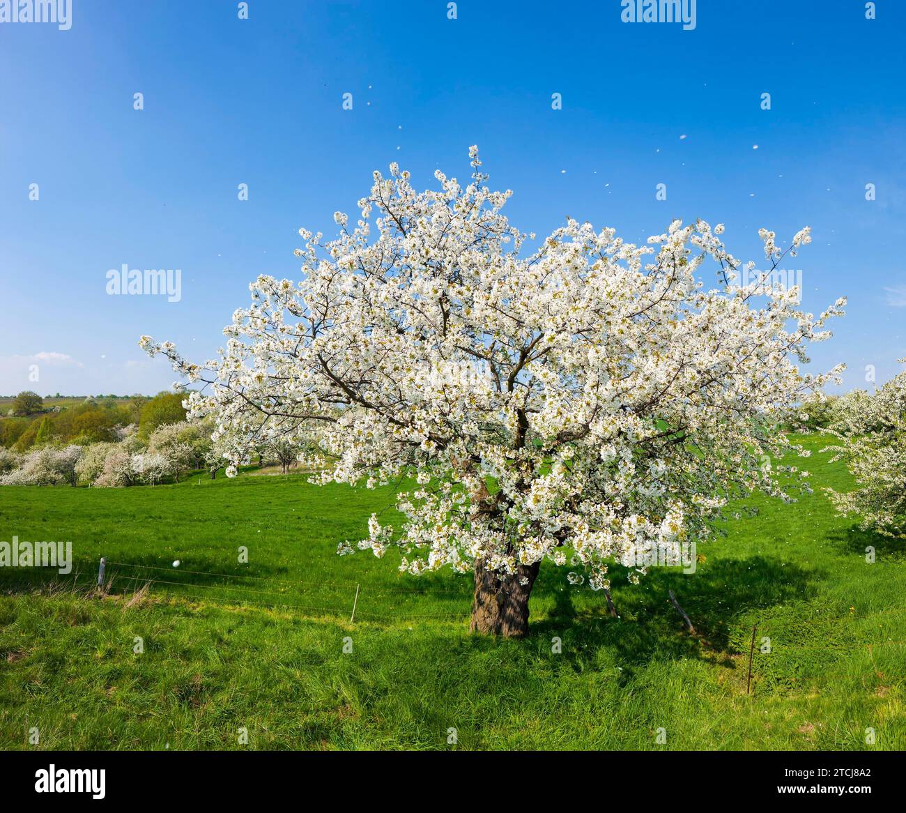 Spring in a carp tavern near Meissen Stock Photo - Alamy