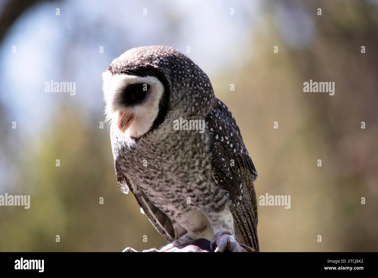 The lesser sooty owl is a dark sooty-grey in color, with large eyes in ...