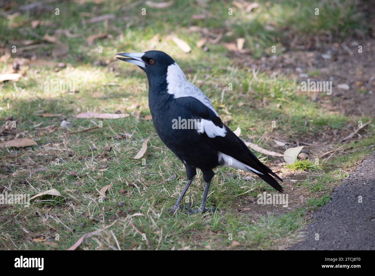 The magpie is a distinctive looking bird, with glossy black and ...