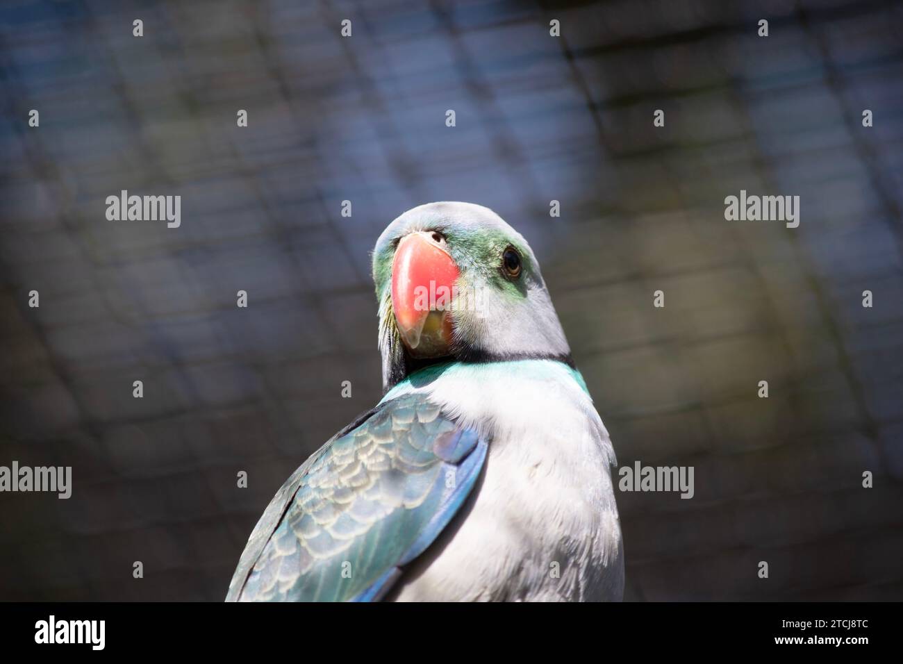 The Malabar parakeet, known also as the blue-winged parakeet, is a ...