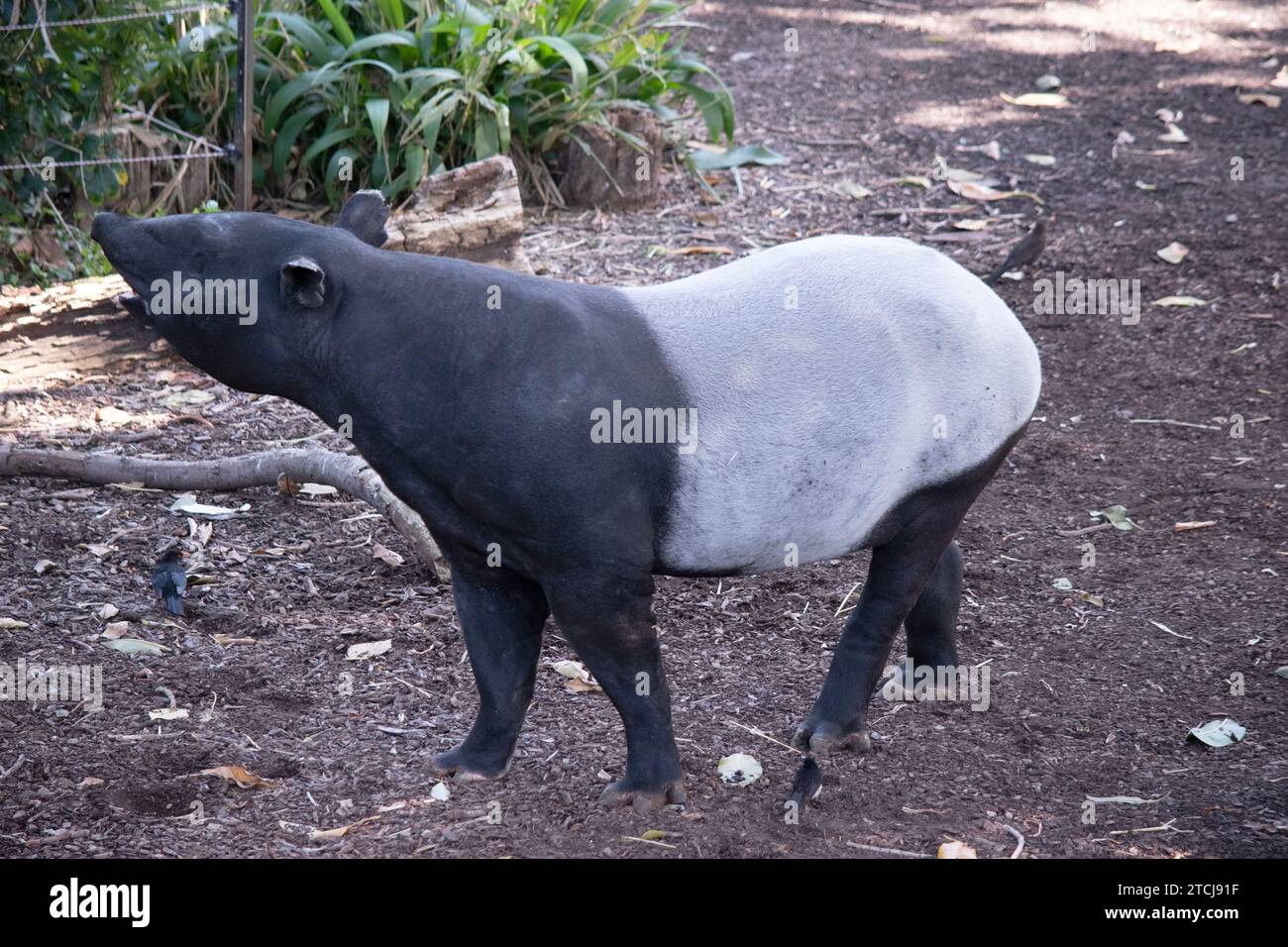 the front and black or the Malaysian tapir are black and the ...