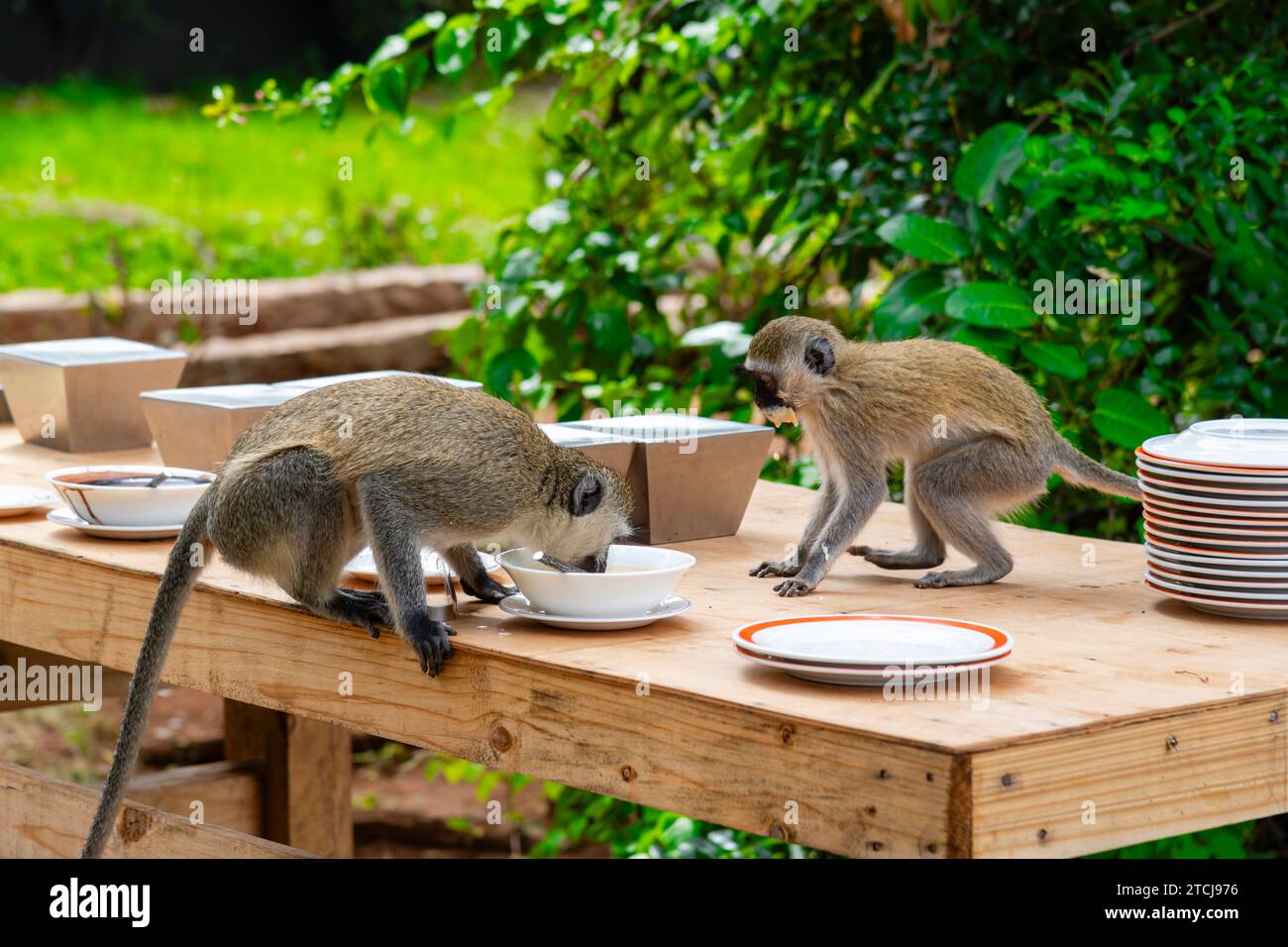 Monkeys in the hotel hi-res stock photography and images - Alamy