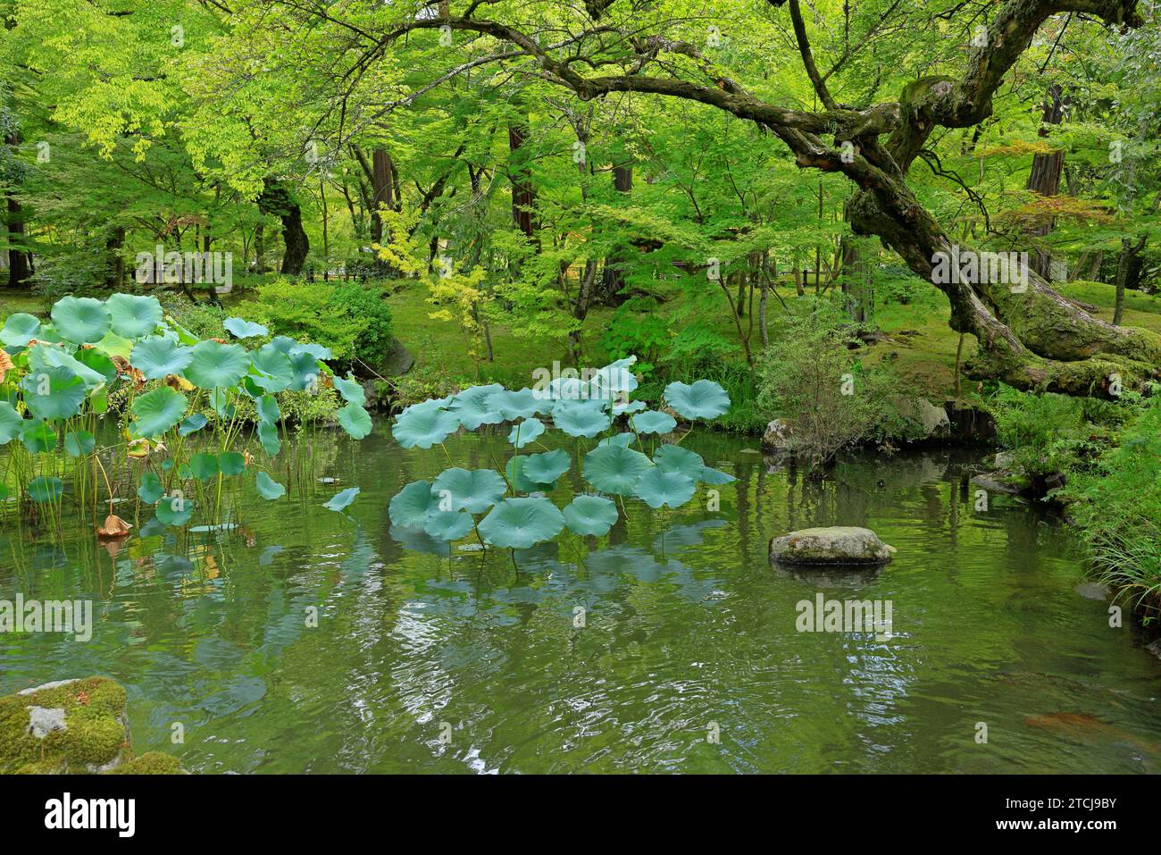 Garden at Eikan-do Temple, a major Buddhist temple with ancient art and ...