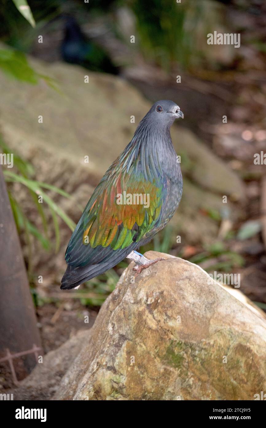 The nicobar pigeon general coloration is dark green iridescent, with a ...