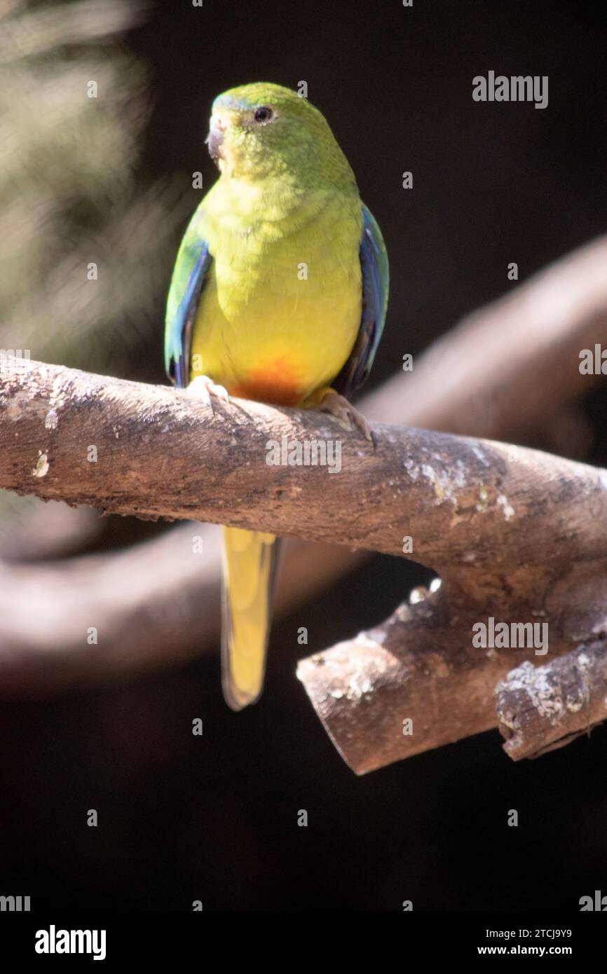 The Orange-bellied Parrot is a small, stocky, ground-dwelling parrot ...