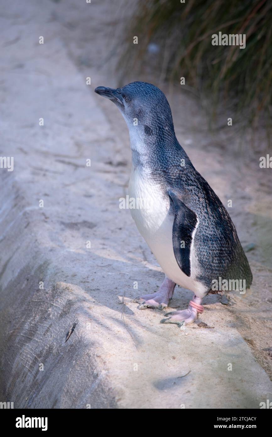 Penguin Anatomy Little Penguin Facts, Worksheets, Taxonomy