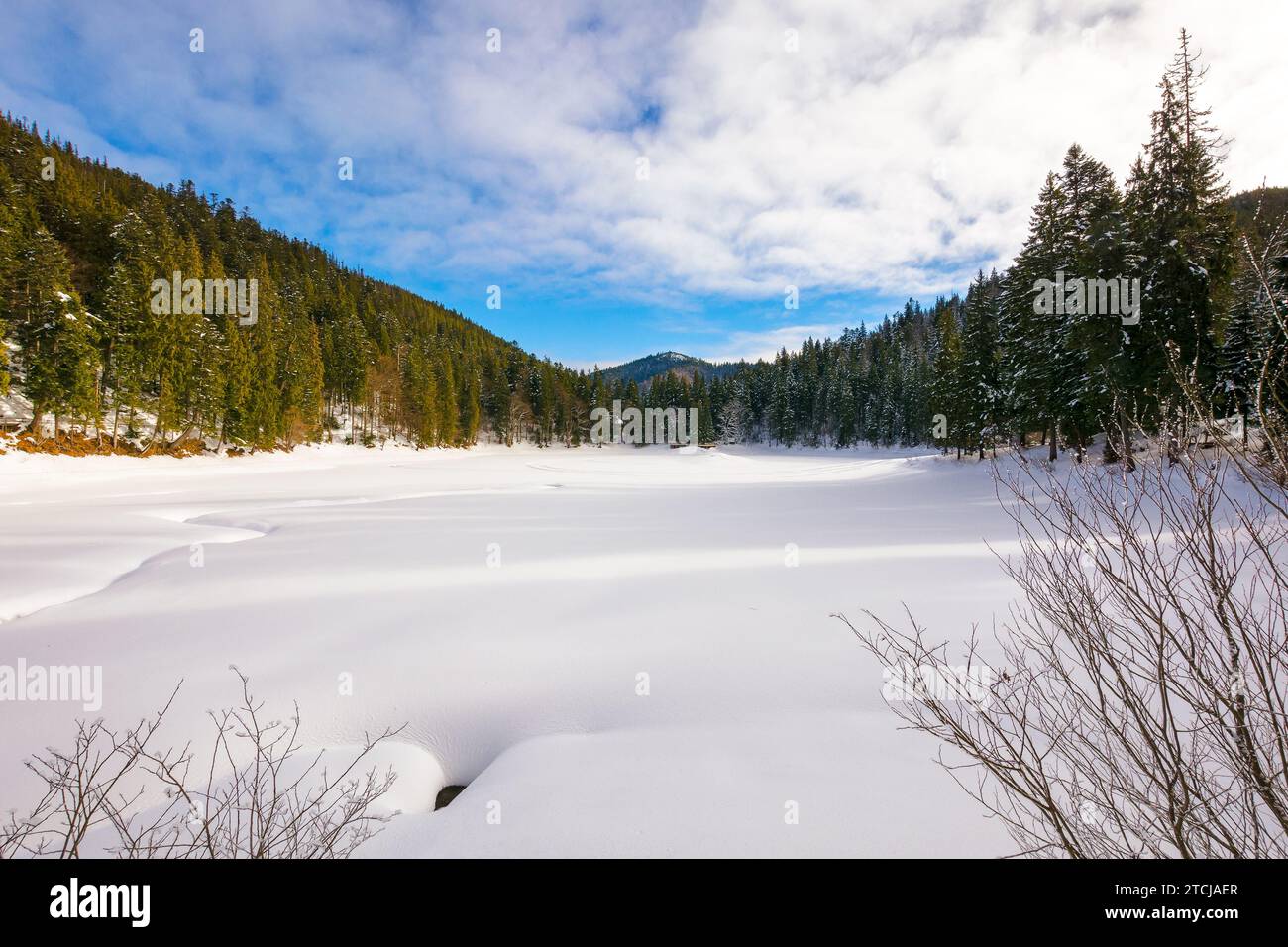 forested mountainous winter landscape. cold scenery of synevyr lake in ...