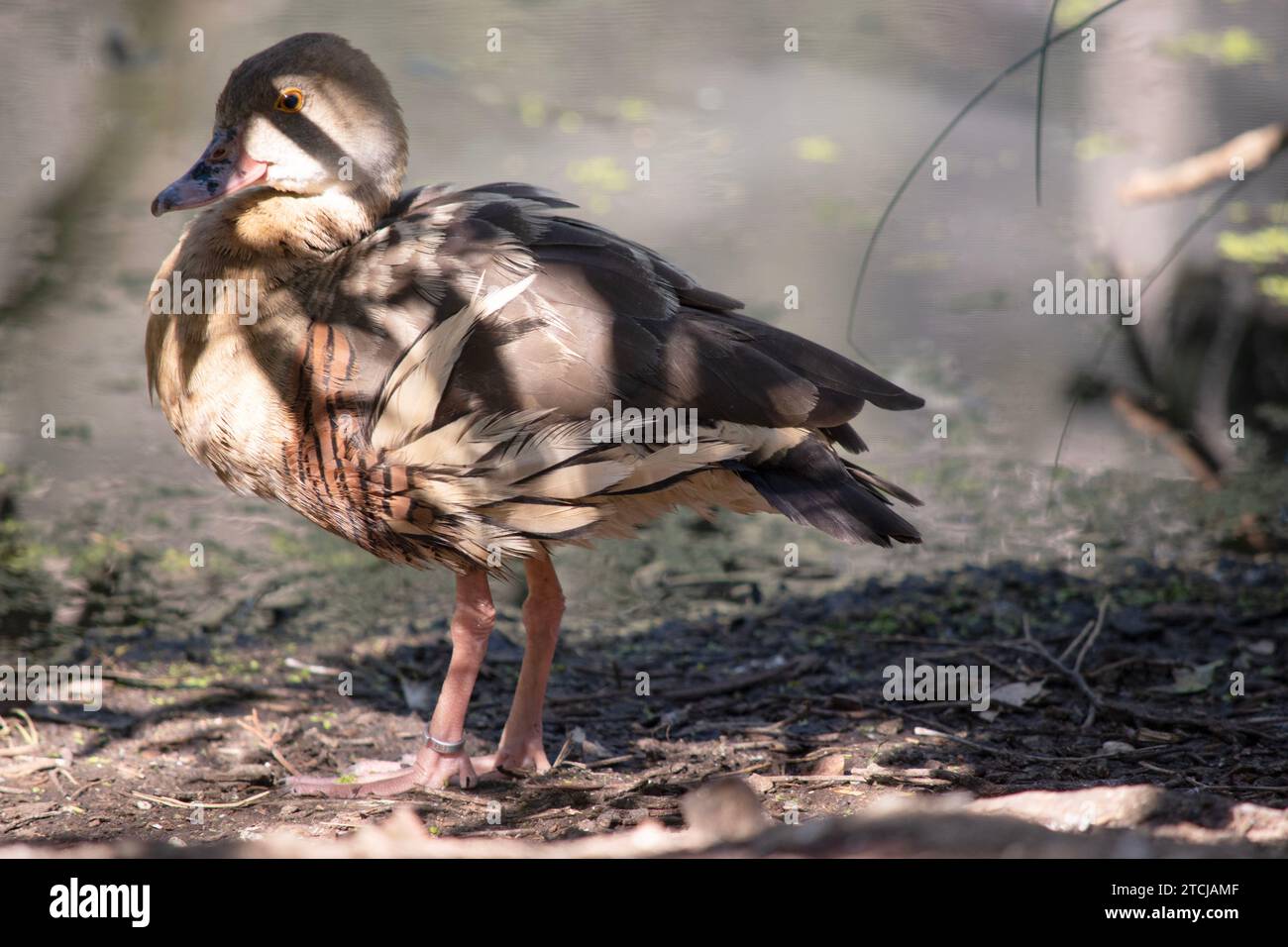 The plumed whistling duck's face and fore-neck are light, the crown and ...