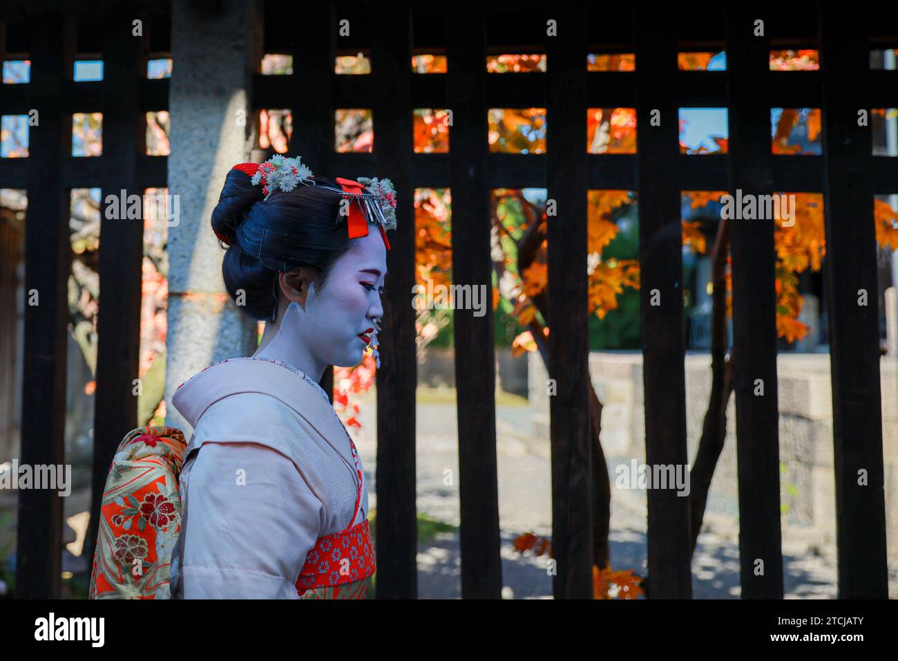 KYOTO/JAPAN - November 26, 2023:Maiko walks the streets of Kyoto near the kiyomizu dera temple ...