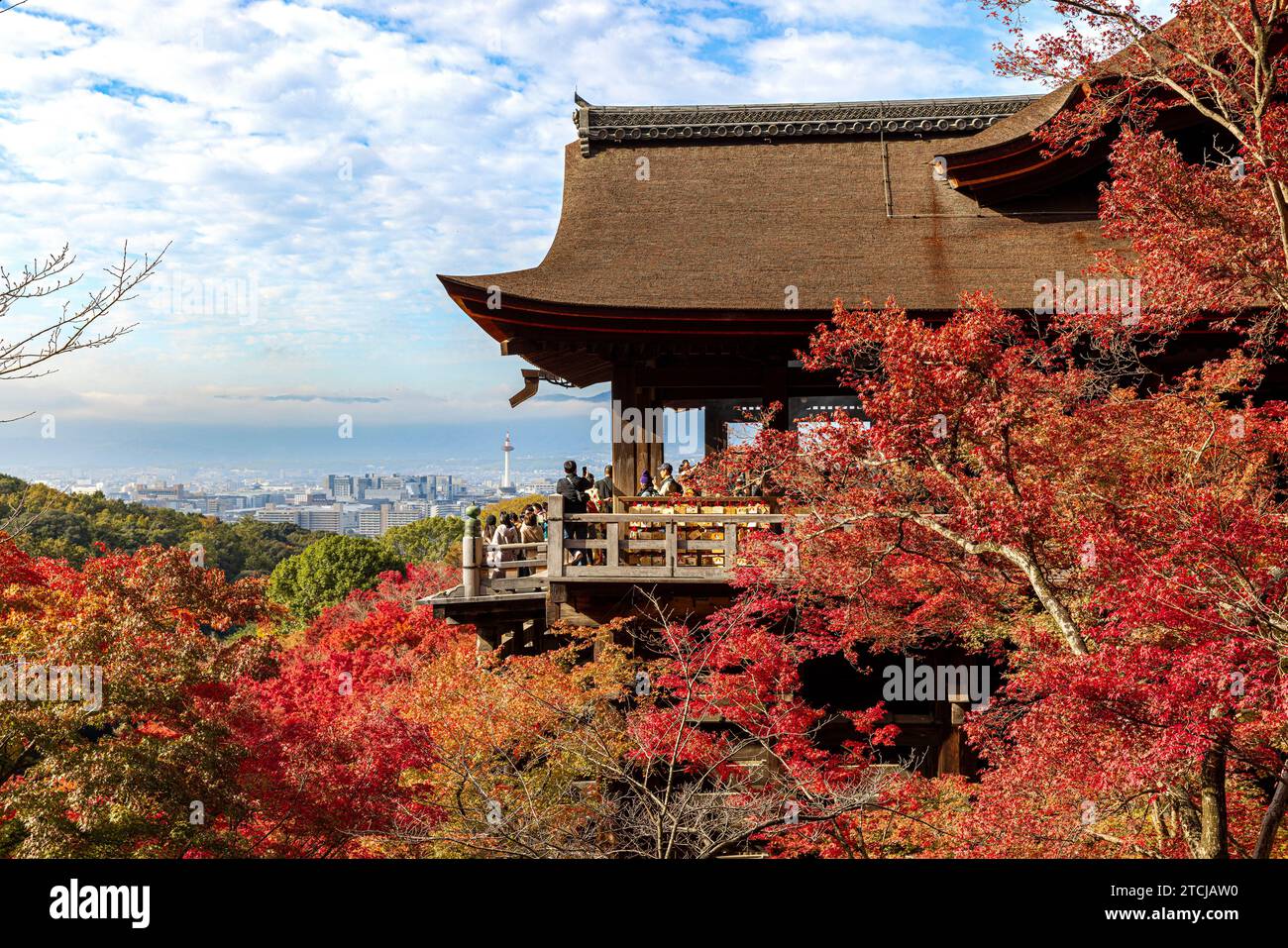 KYOTO/JAPAN - November 26, 2023: kiyomizu dera temple, beautiful red Japanese maple trees Stock ...