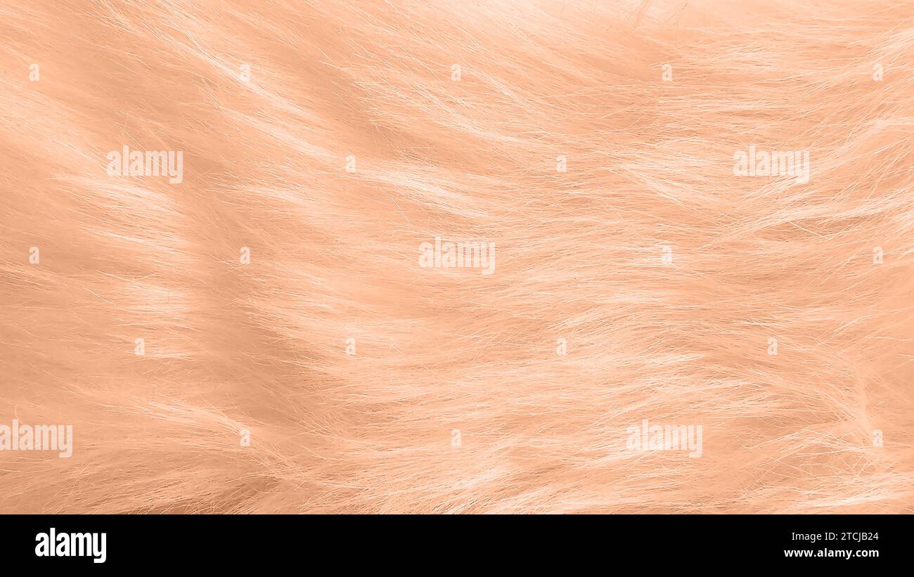 Fluffy fur closeup of trend color of the year 2024 Peach Fuzz ...