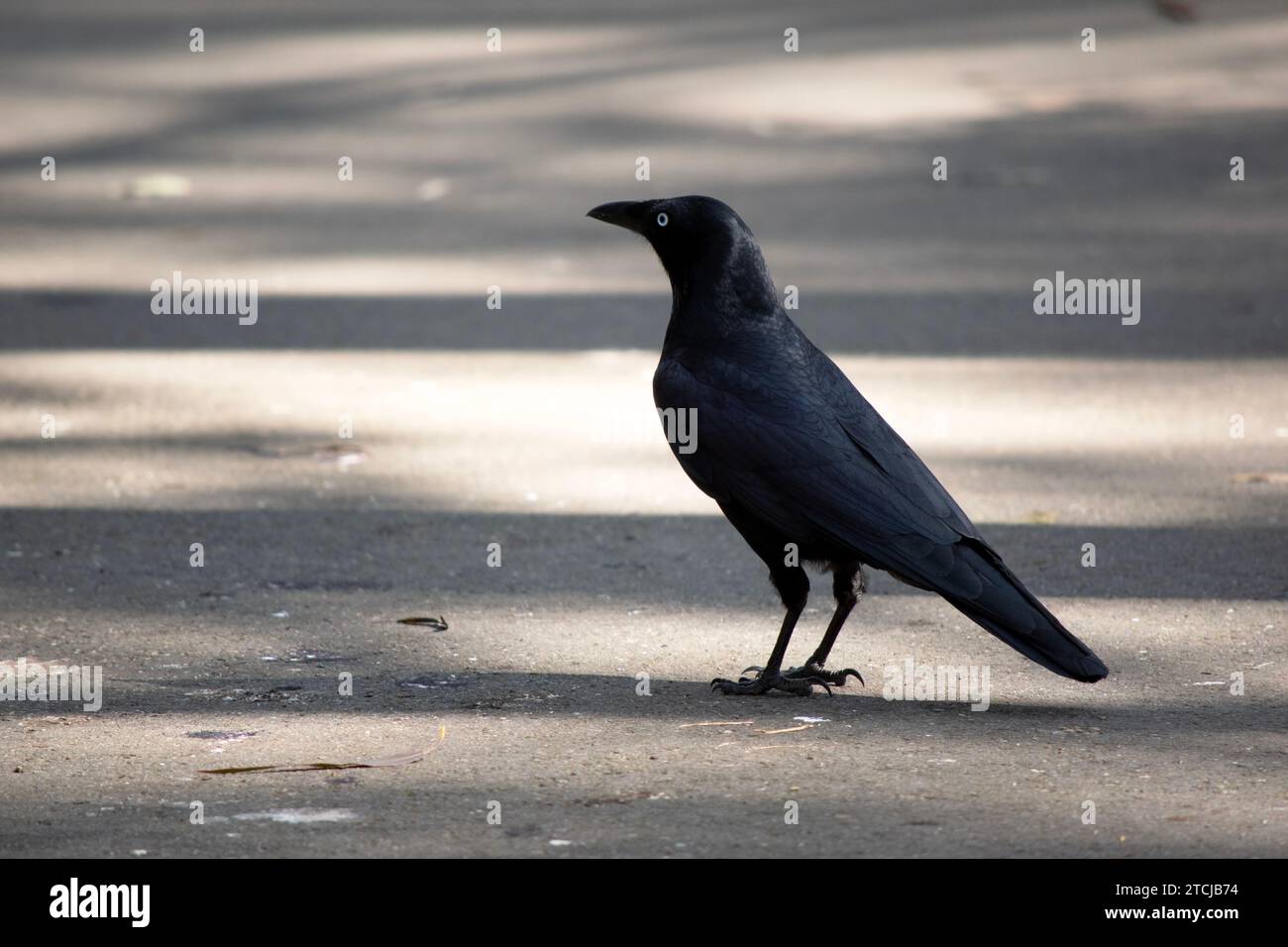 Australian Ravens are black with white eyes in adults. The feathers on ...