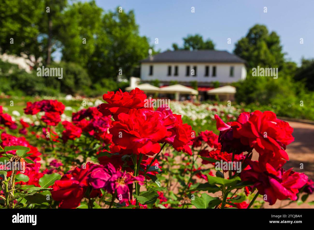 East german rose garden hi-res stock photography and images - Alamy
