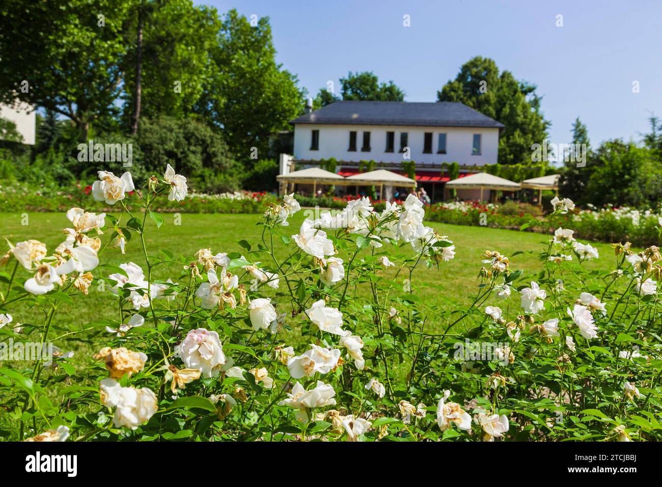 East german rose garden hi-res stock photography and images - Alamy