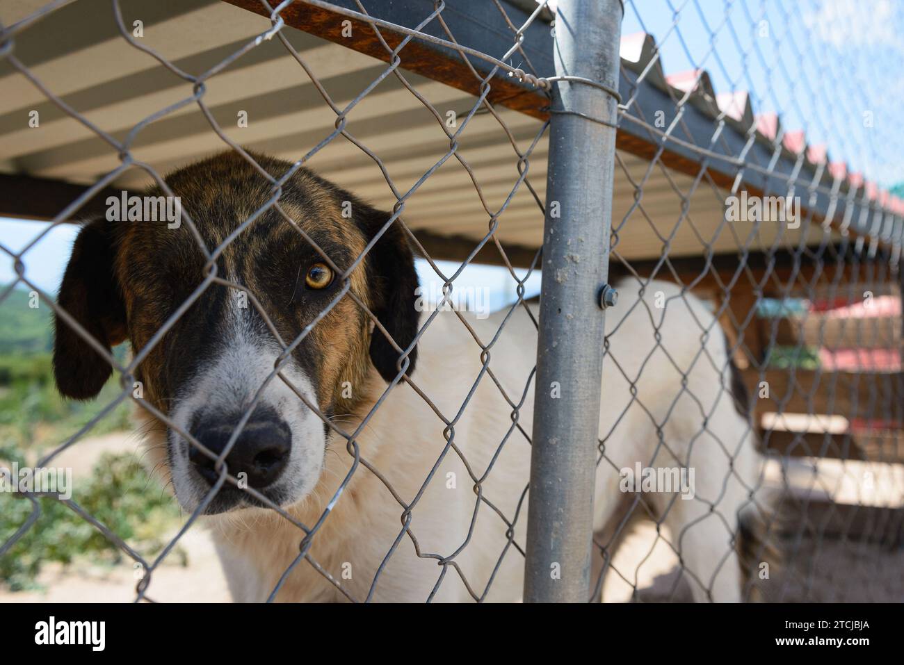 Guard dog fence hi-res stock photography and images - Alamy