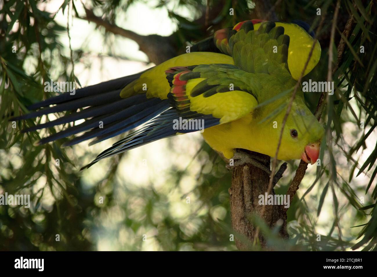 The male Regent Parrot has a general yellow appearance with the tail ...