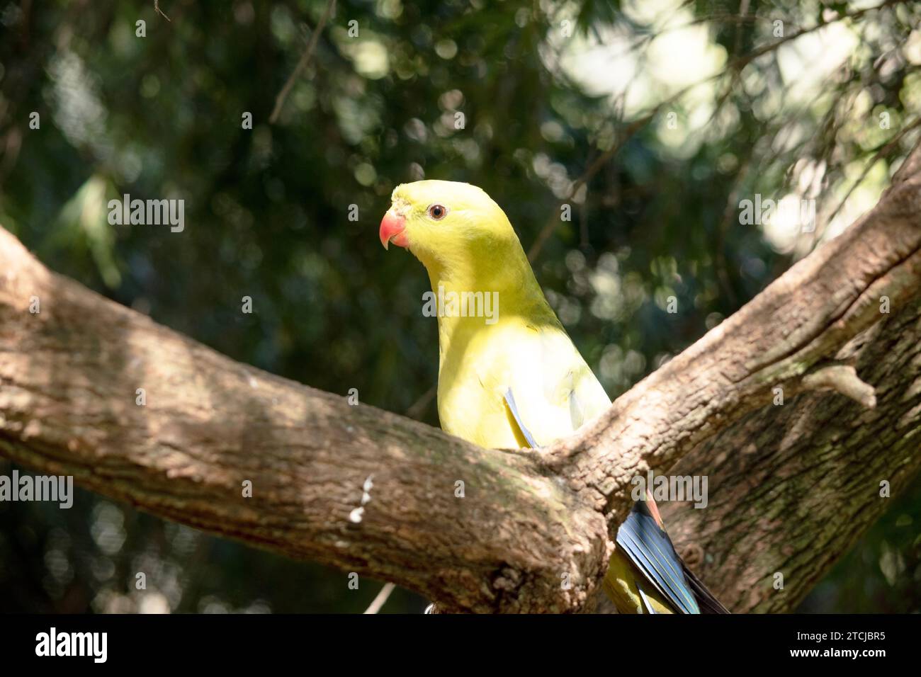 The male Regent Parrot has a general yellow appearance with the tail ...