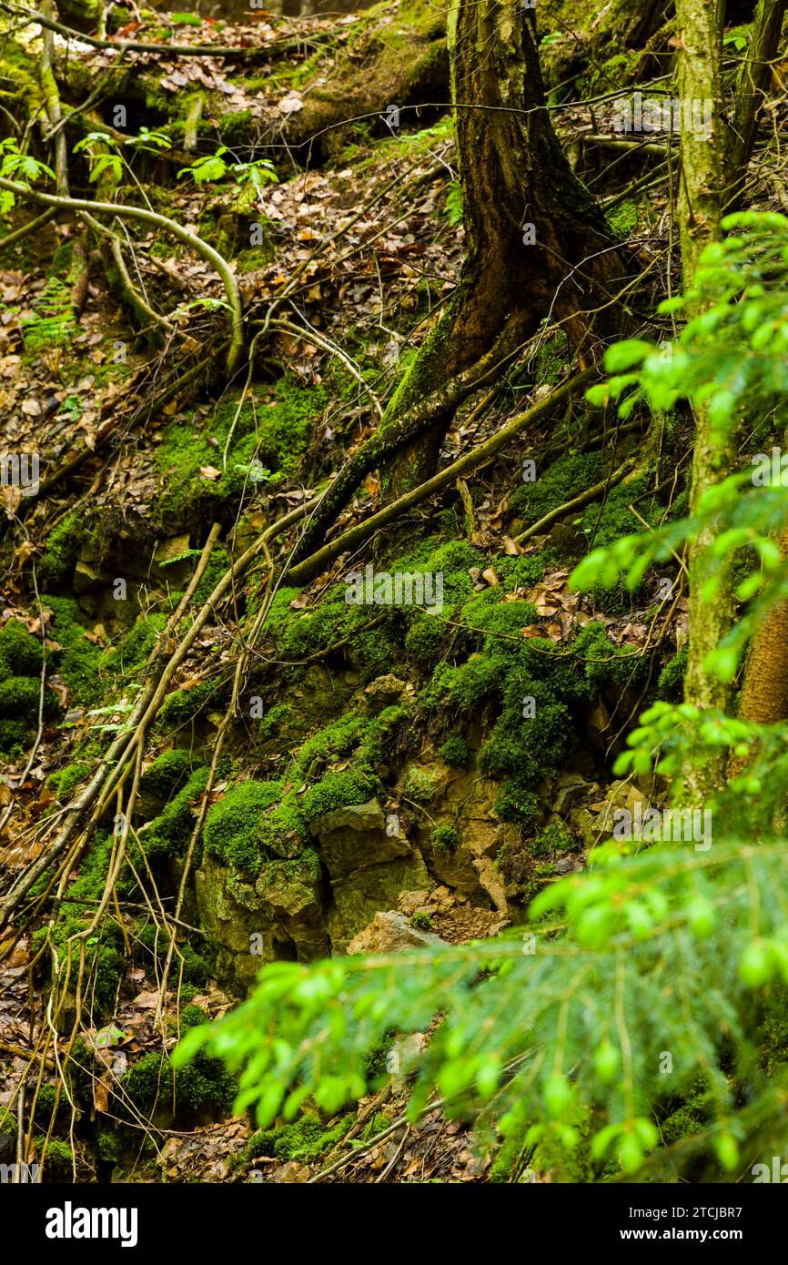 The Tharandt Forest, formerly known as the Grillenburg Forest, is a ...