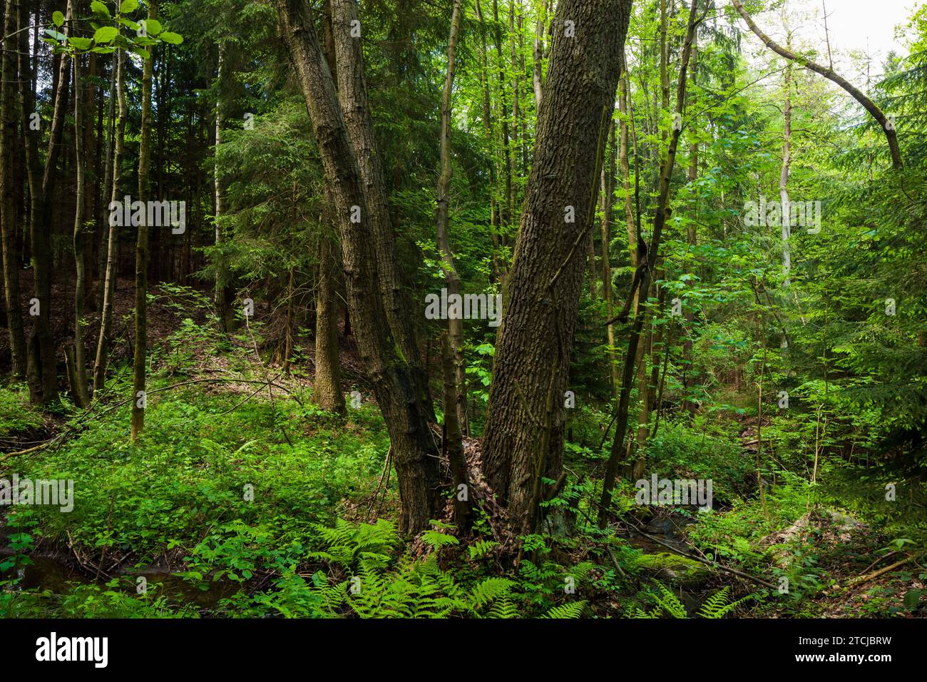 The Tharandt Forest, formerly known as the Grillenburg Forest, is a ...