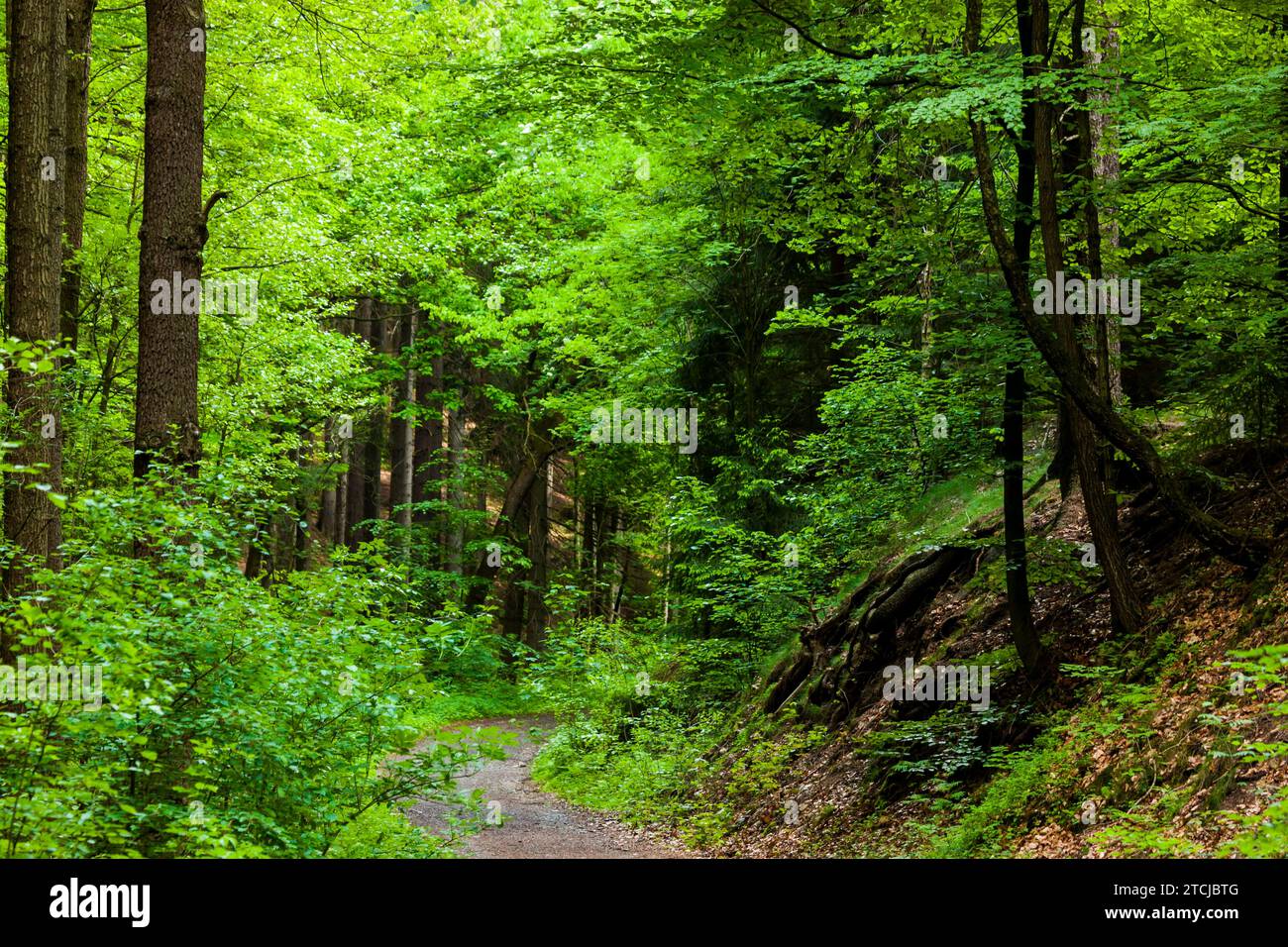 The Tharandt Forest, formerly known as the Grillenburg Forest, is a ...