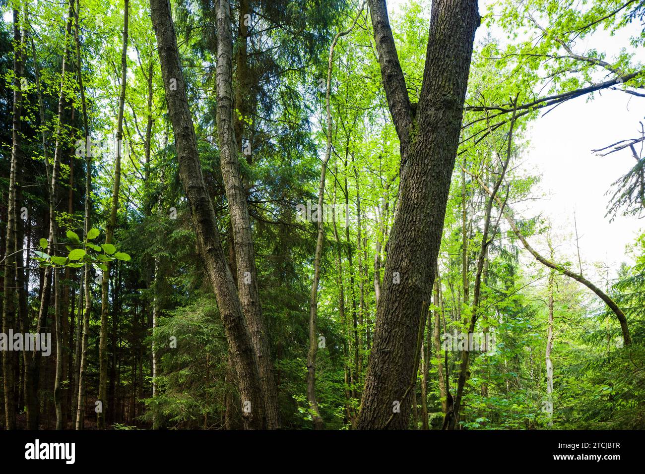 The Tharandt Forest, formerly known as the Grillenburg Forest, is a ...