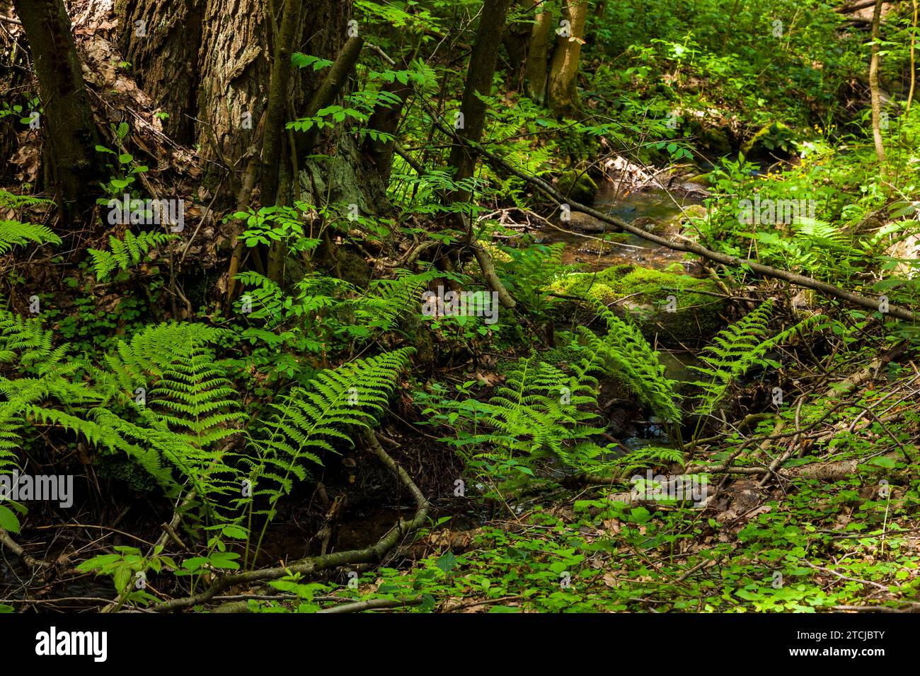 The Tharandt Forest, formerly known as the Grillenburg Forest, is a ...