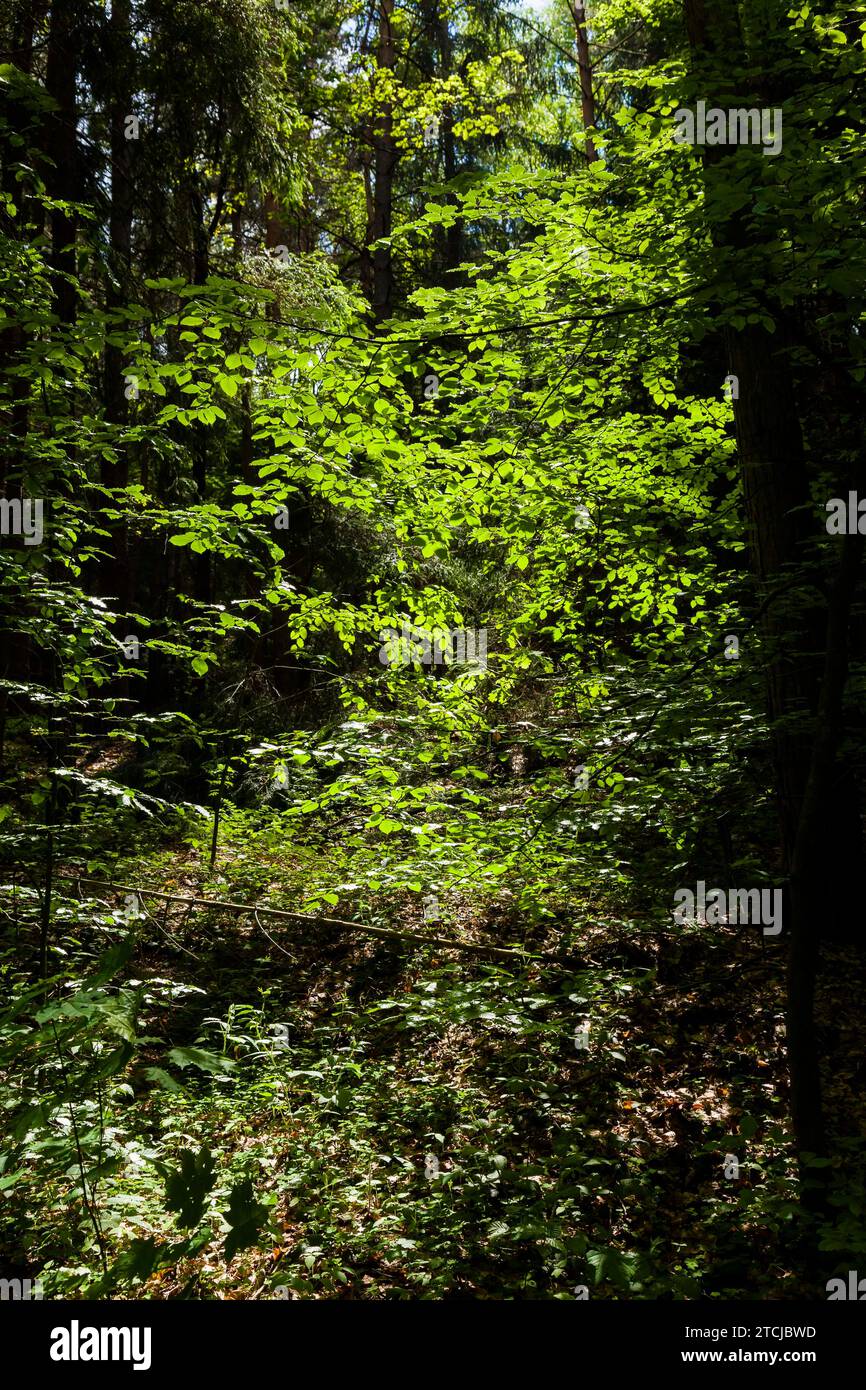 The Tharandt Forest, formerly known as the Grillenburg Forest, is a ...