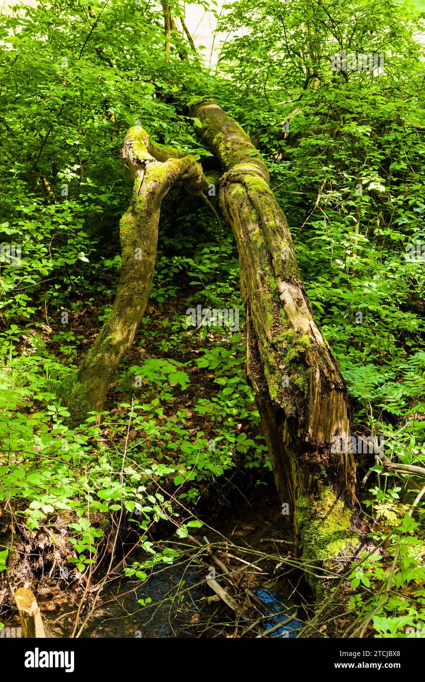 The Tharandt Forest, formerly known as the Grillenburg Forest, is a ...