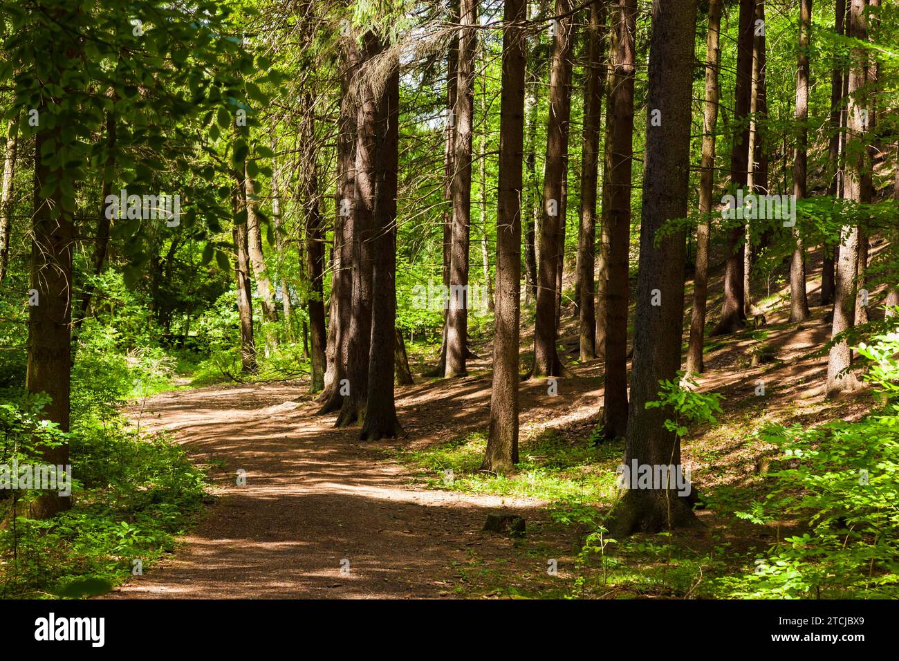 The Tharandt Forest, formerly known as the Grillenburg Forest, is a ...