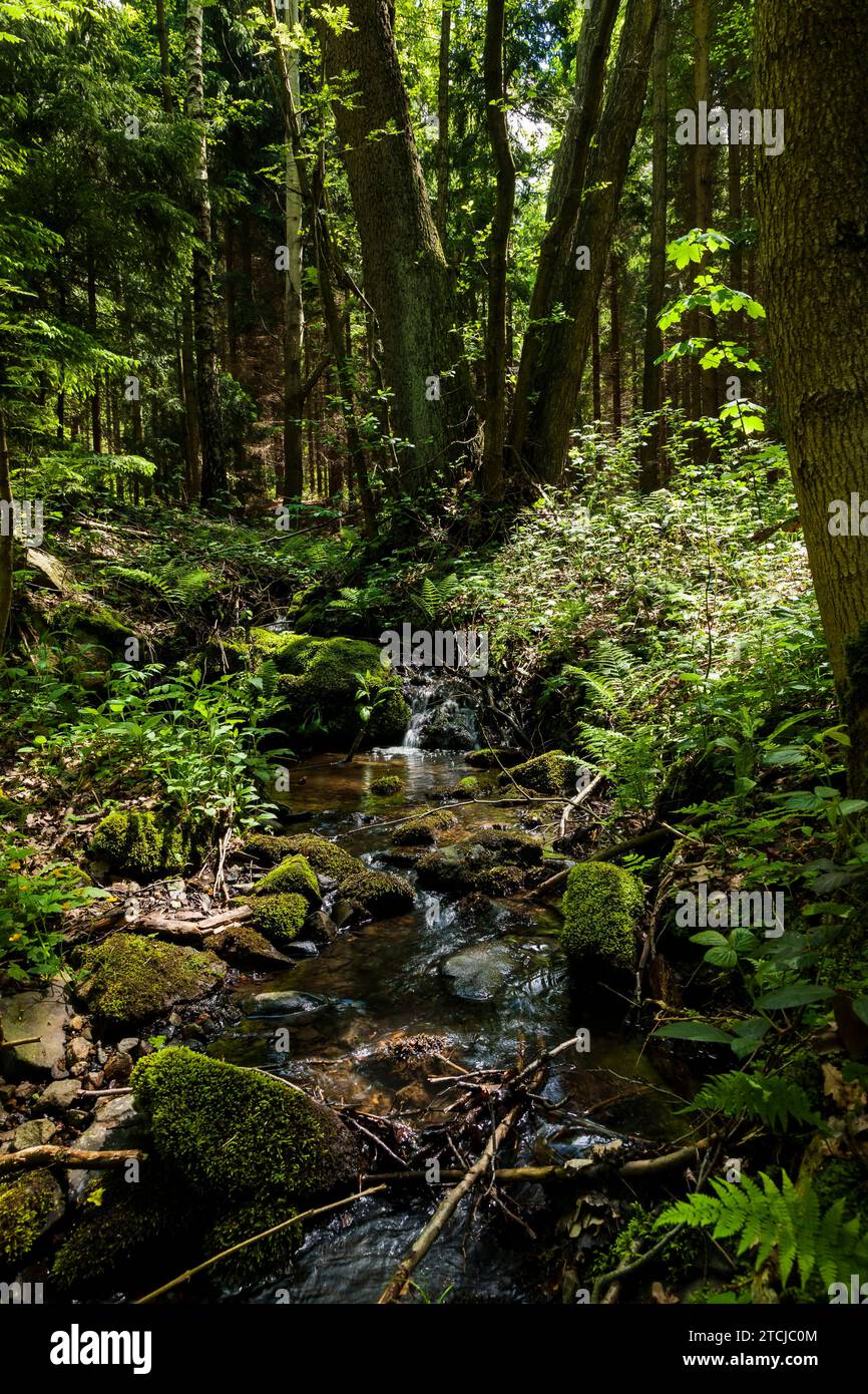 The Tharandt Forest, formerly known as the Grillenburg Forest, is a ...