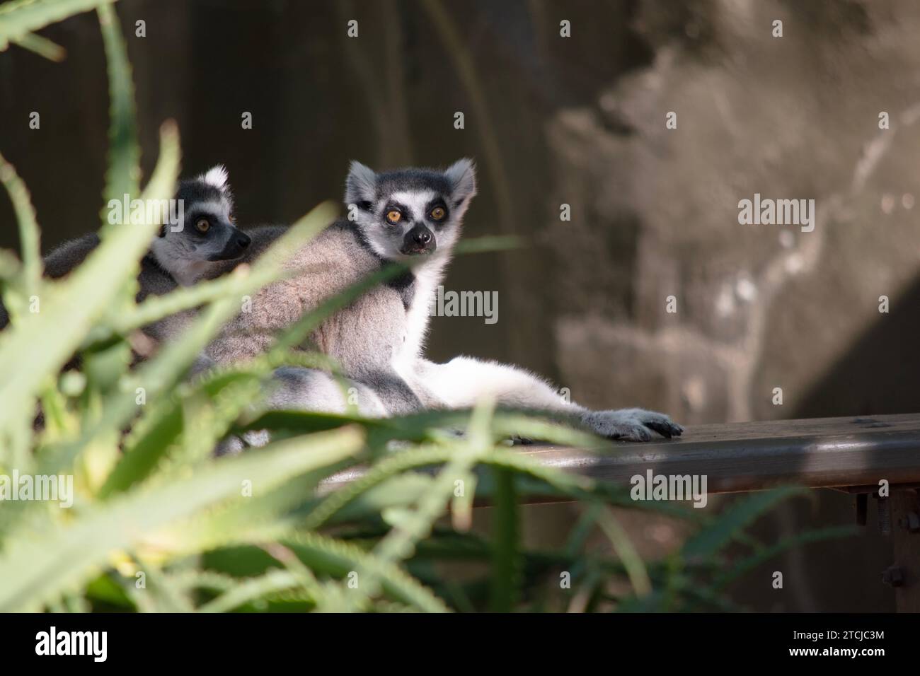Ring-tailed lemur backs are grey to rosy brown with grey limbs and dark ...