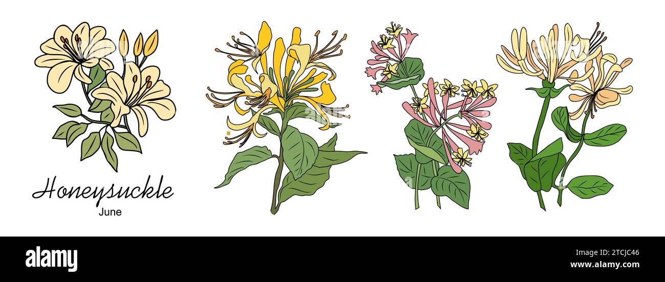 Set of Honeysuckle June birth month flower vector Stock Vector Image ...