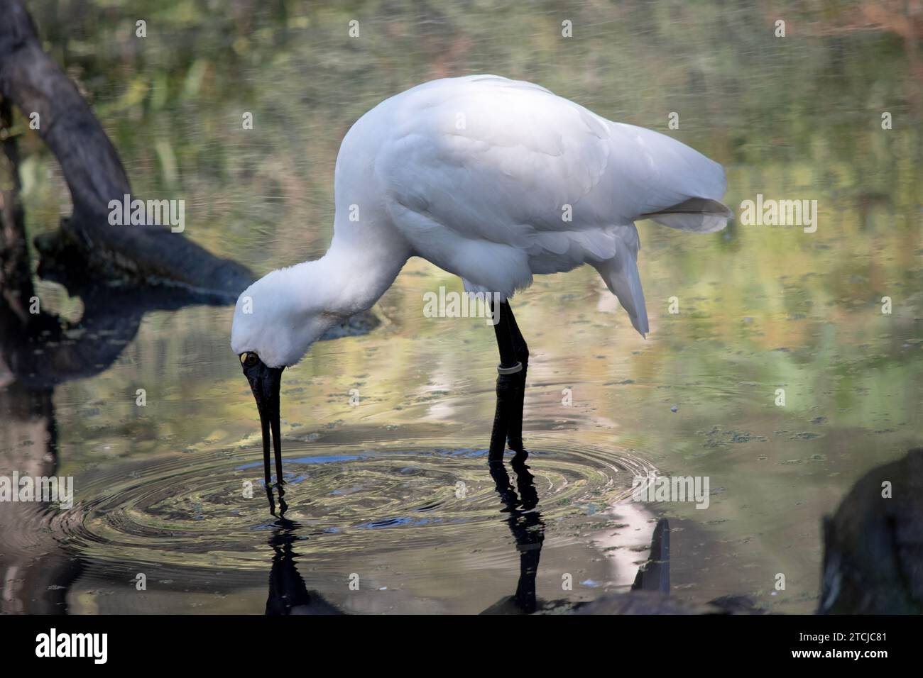 The royal spoonbill is a large white sea bird with a black bill that ...