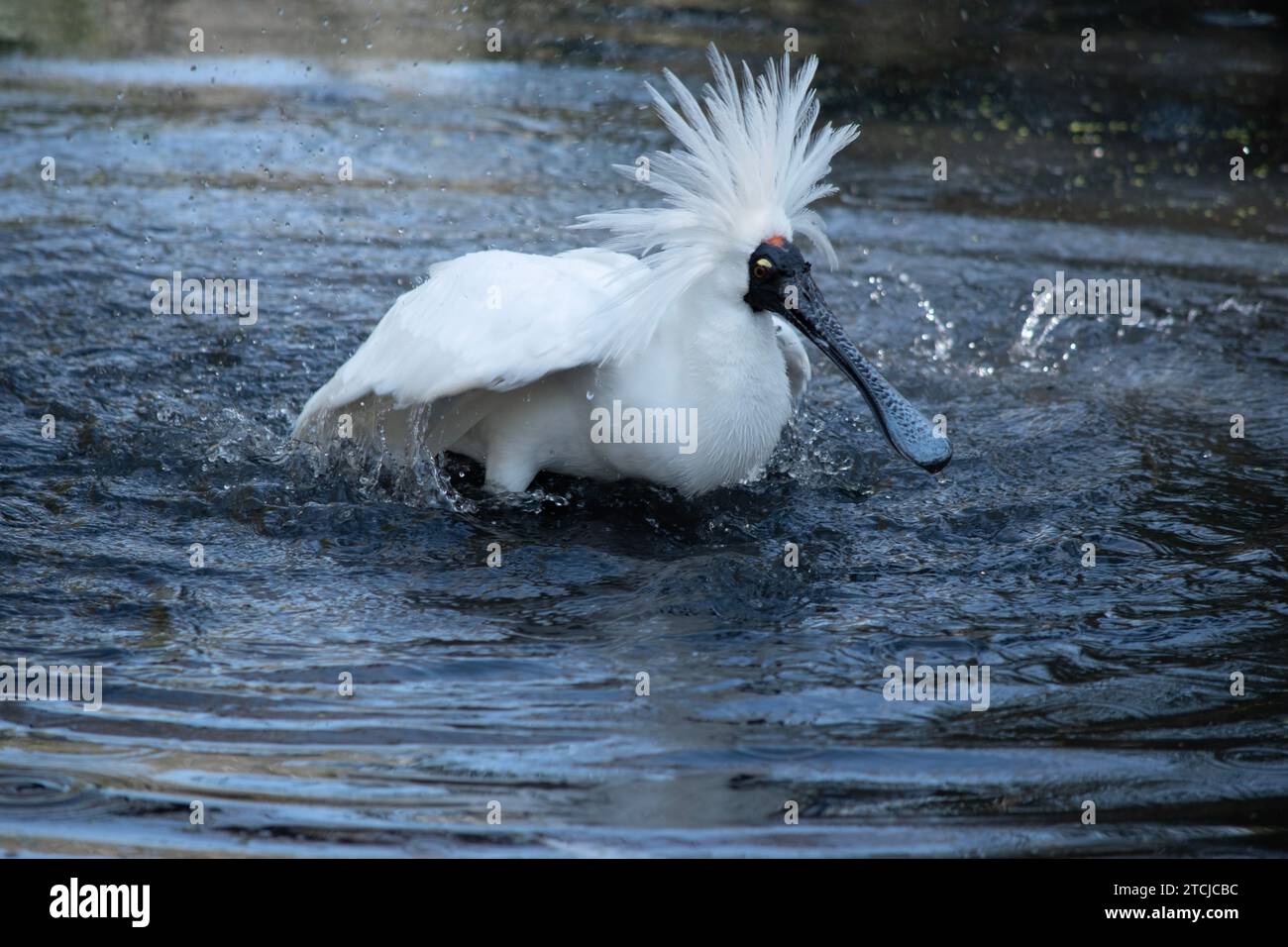 The royal spoonbill is a large white sea bird with a black bill that ...