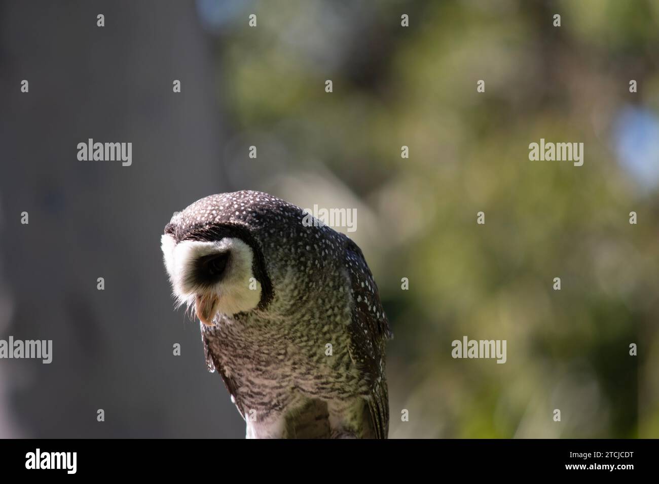 The lesser sooty owl is a dark sooty-grey in color, with large eyes in ...