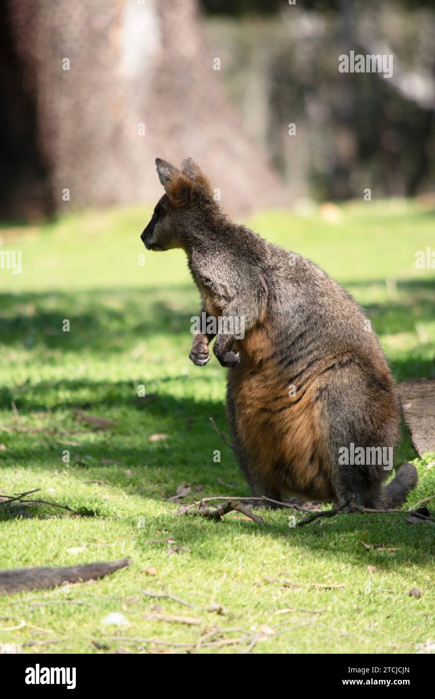 The swamp wallaby has dark brown fur, often with lighter rusty patches ...