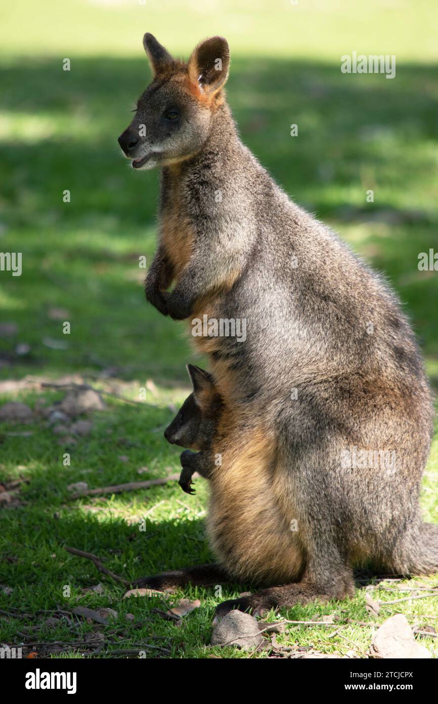 The swamp wallaby has dark brown fur, often with lighter rusty patches ...