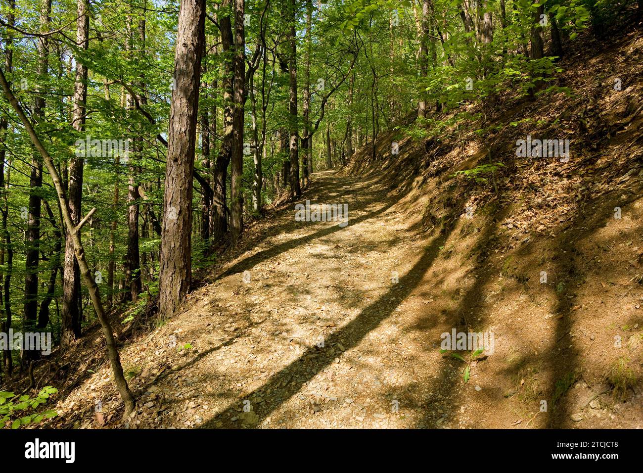 The Forest Botanical Garden Tharandt is an institution of the Technical ...