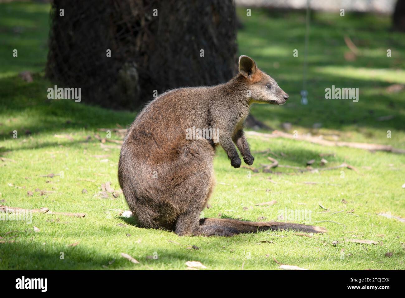 The swamp wallaby has dark brown fur, often with lighter rusty patches ...
