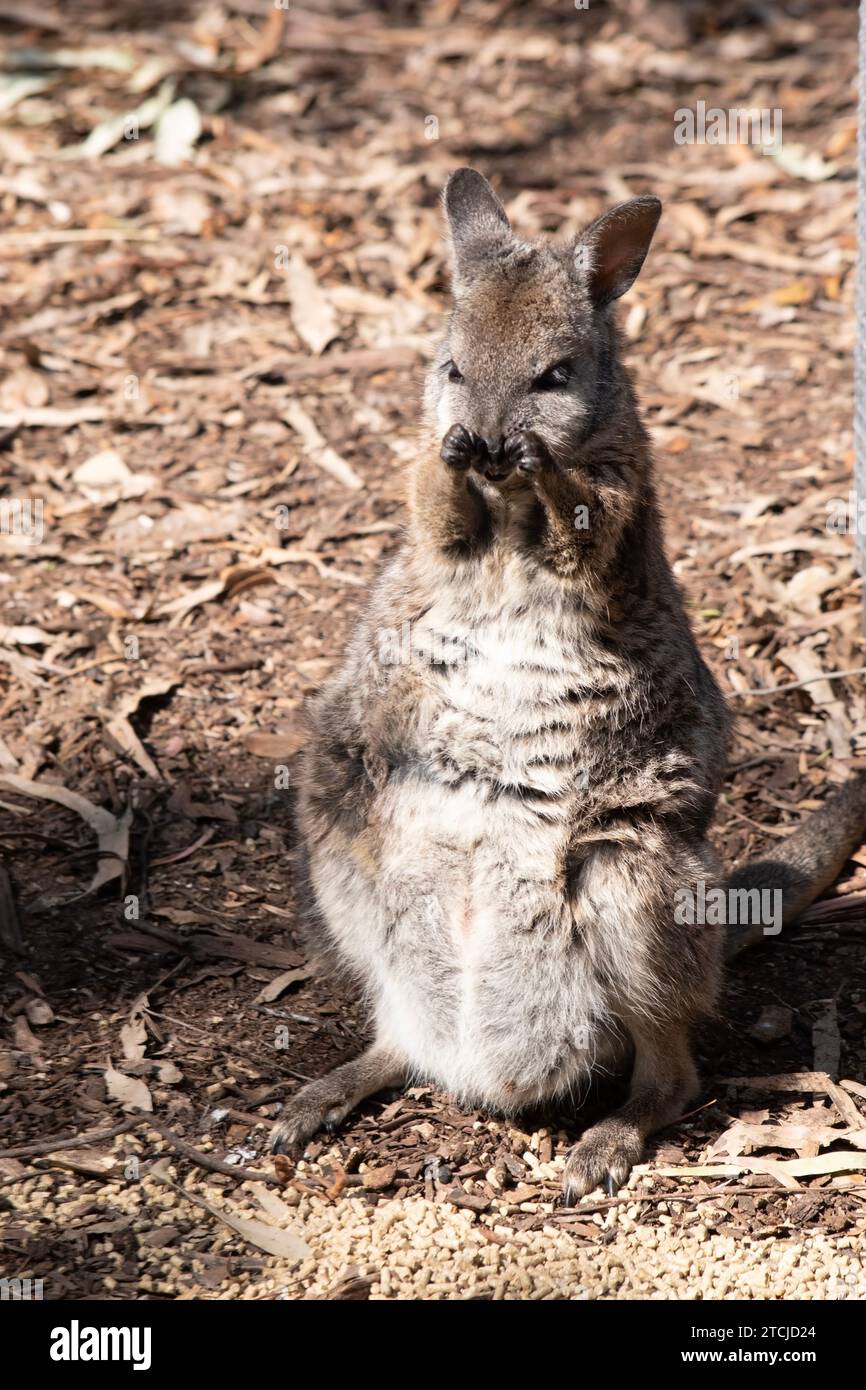 the tammar wallaby has dark greyish upperparts with a paler underside ...