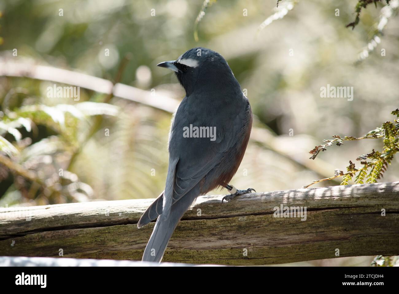The white browed woodswallow is a grey bird with a black face and white ...