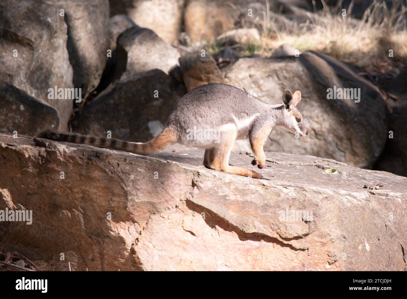 The Yellow-footed Rock-wallaby is brightly coloured with a white cheek ...
