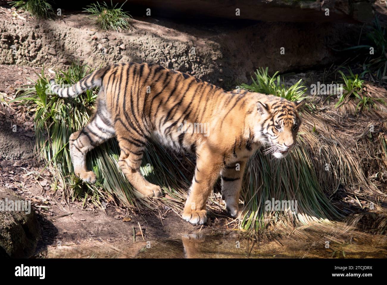 Golden teeth hi-res stock photography and images - Alamy