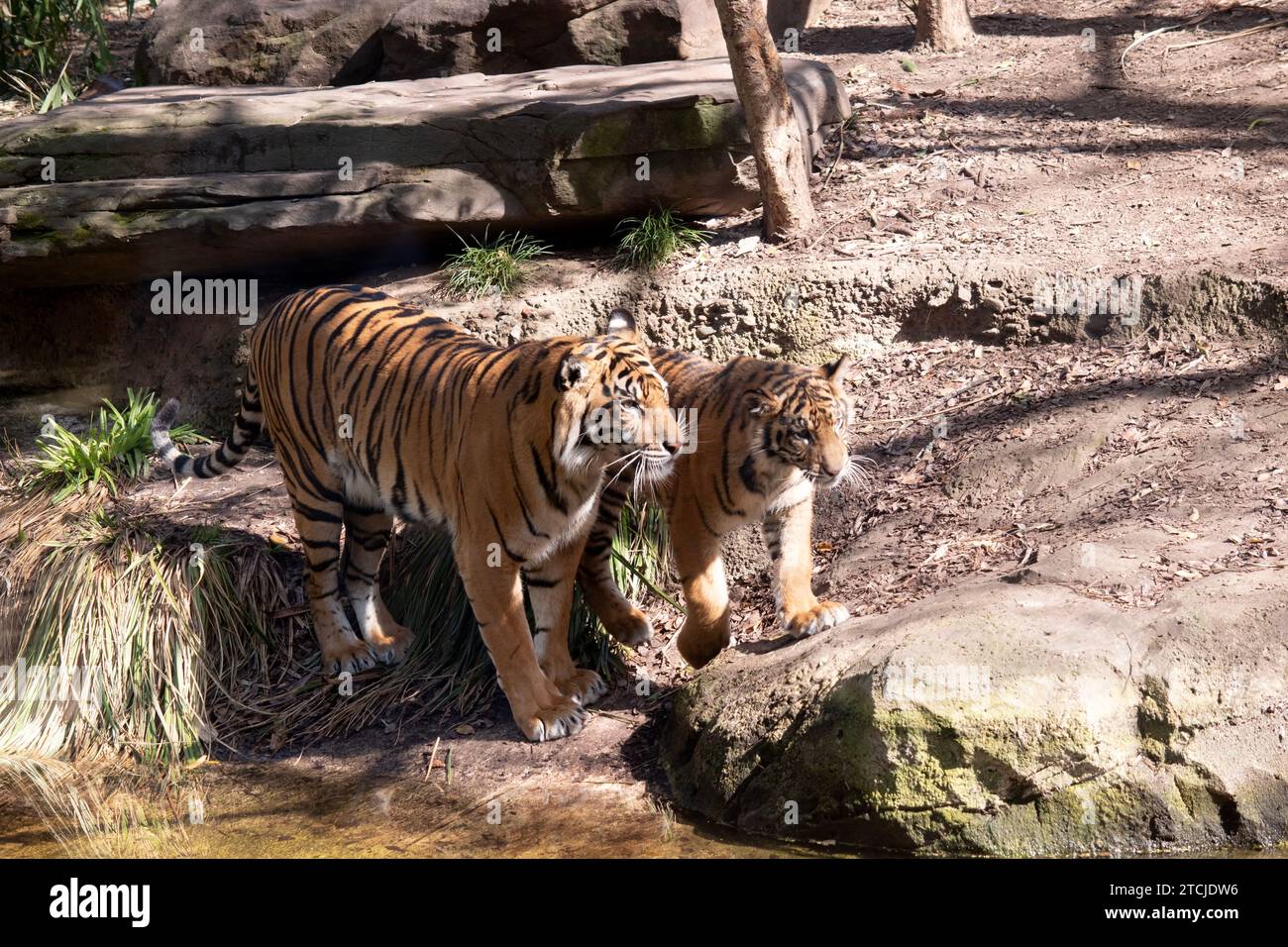Young tigers have a coat of golden fur with dark stripes, the tiger is ...
