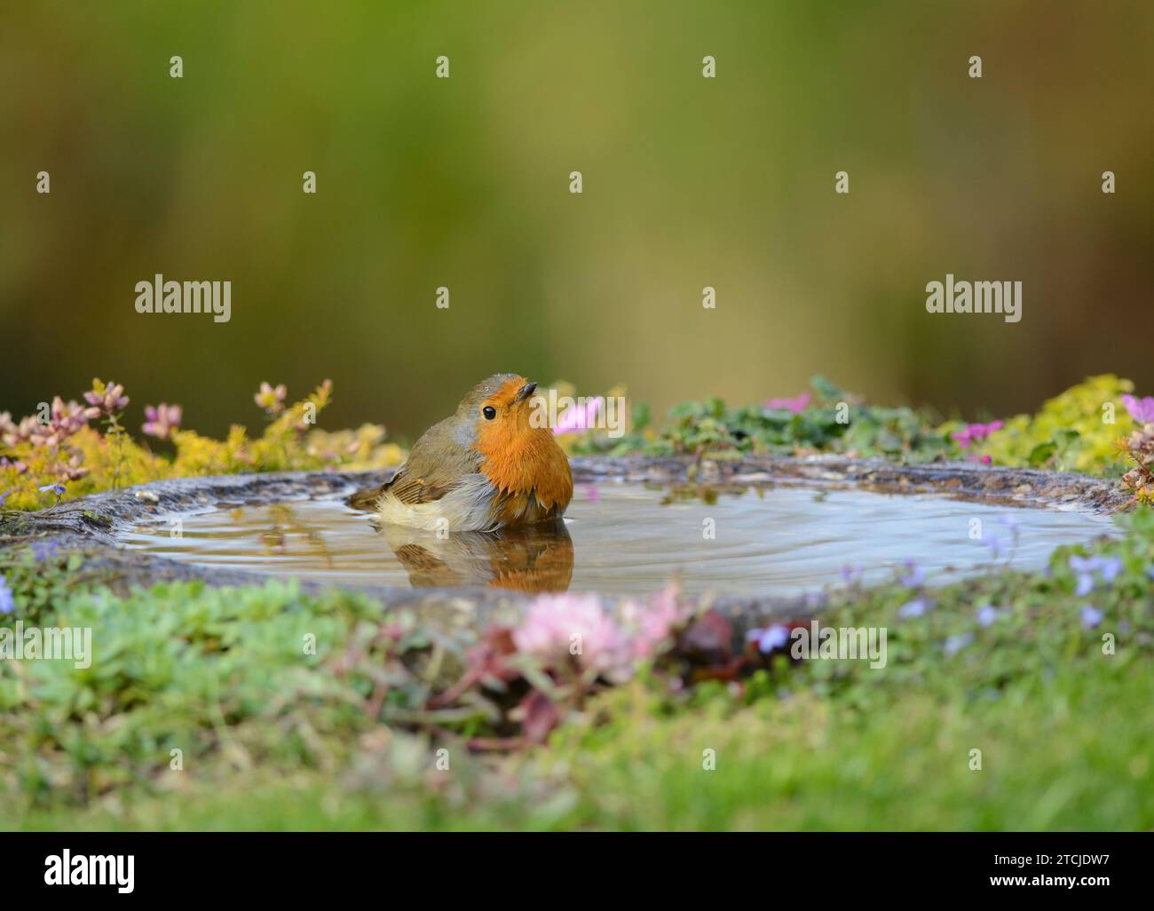 Garden bird bath robin hi-res stock photography and images - Alamy