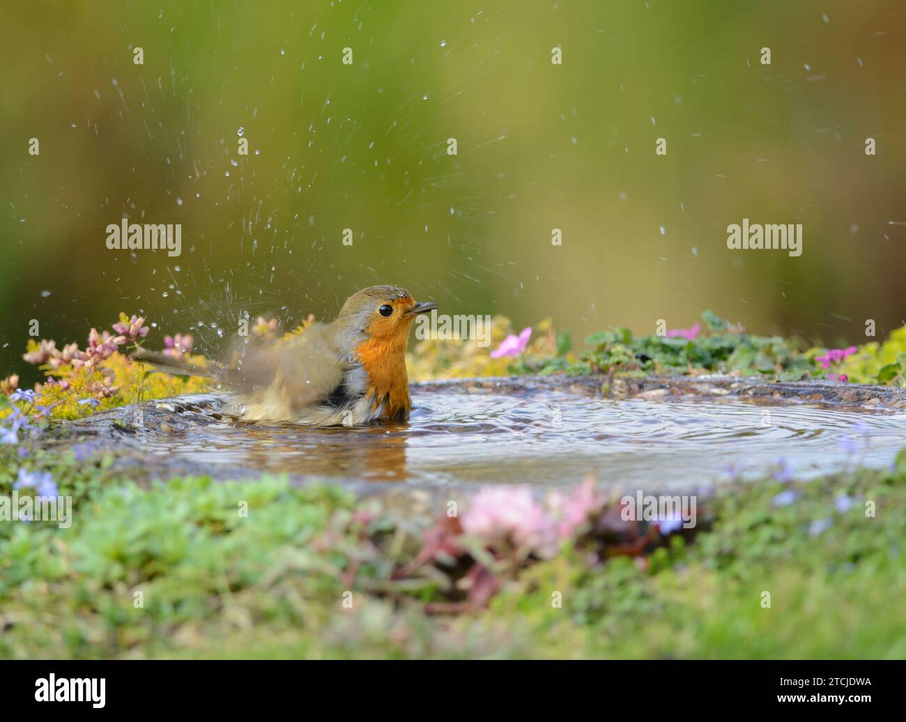 Garden bird bath robin hi-res stock photography and images - Alamy